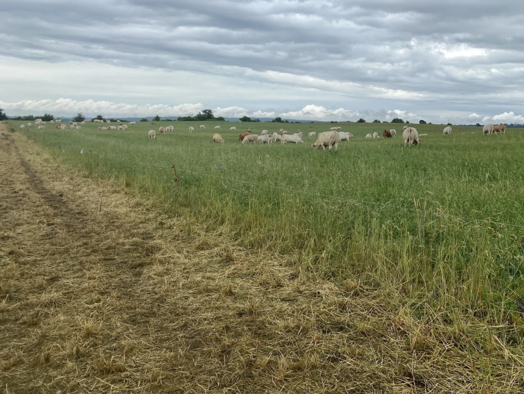 Mob Grazing – Gut Temmen